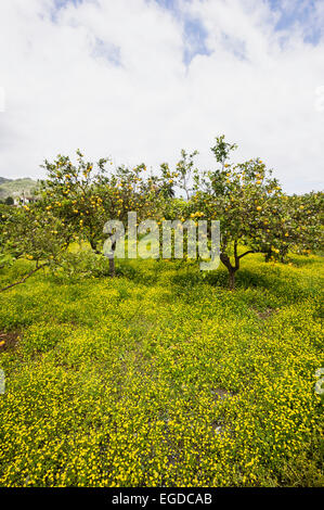 Lemon trees with rape lemons, Soller, Mallorca, Spain Stock Photo - Alamy
