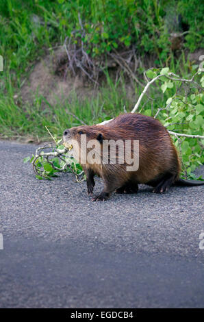 Beaver pulling a tree across a road (Castor canadensis), Quebec, Canada ...