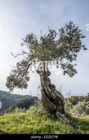 Old olive trees near Deià, Son Marroig mansion at back, Serra de ...