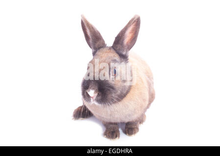 A small rabbit with big ears sitting in a meadow, cloudy day in summer ...