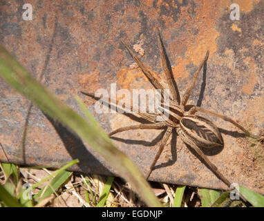 Female Rabid wolf spider, Lycosa rabida, with egg sac, Minnesota Stock ...