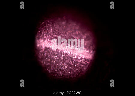 Microscope image of violet flower petal cells Stock Photo - Alamy