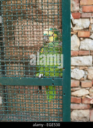 The Colorful Parrot trapped in a cage Stock Photo - Alamy