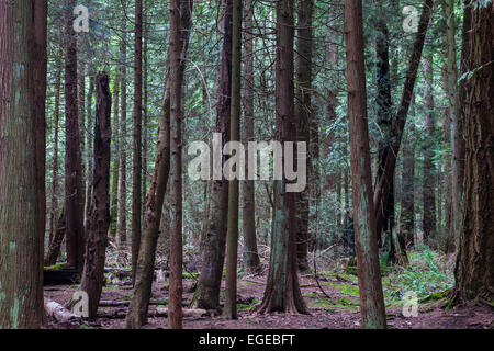 Density of fir trees in a temperate rain forest in British Columbia ...