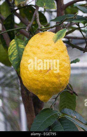 Citrons / Citrus medica Stock Photo - Alamy