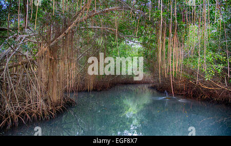 A mangrove swamp on Colombia's Caribbean coast serves as home to many ...