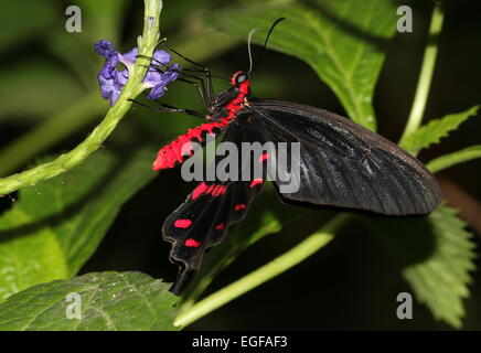 Pachliopta Kotzebuea, Pink Rose Swallowtail Stock Photo - Alamy