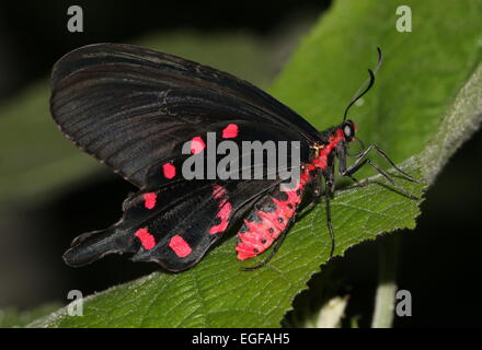 Pachliopta Kotzebuea, Pink Rose Swallowtail Stock Photo - Alamy