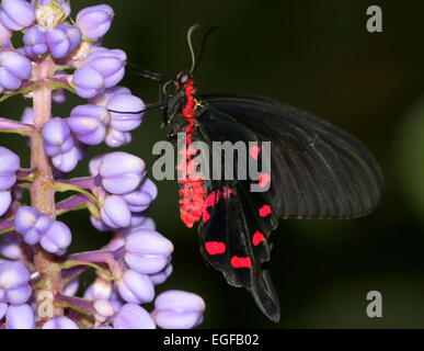 Pink Rose Swallowtail (Pachliopta kotzebuea), native to the Philippines ...