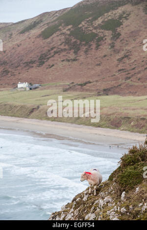 Sheep above Rhossili Beach at Rhosilli Bay, near Worm's Head, Gower ...