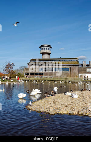 Slimbridge Wildfowl and Wetland Trust Gloucestershire England Stock ...