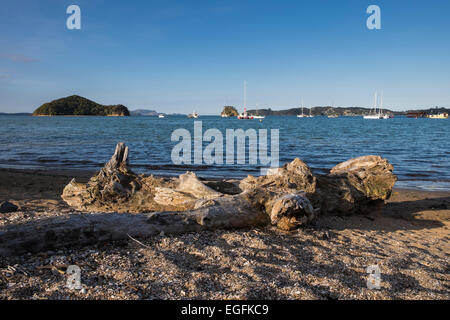 Tree trunk washed up onto the beach at Paihia, Bay of Islands, New ...