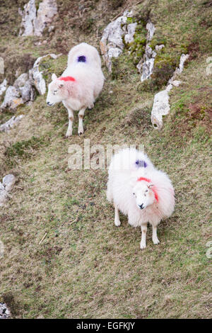 Sheep above Rhossili Beach at Rhosilli Bay, near Worm's Head, Gower ...