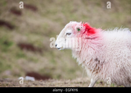 Sheep above Rhossili Beach at Rhosilli Bay, near Worm's Head, Gower ...