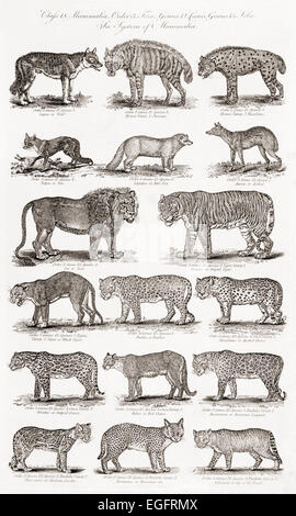 Different types of Quadrupeds. From an 18th century print Stock Photo ...