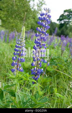 lupin [genus Lupinus] Stock Photo - Alamy
