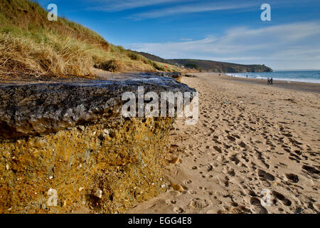 Praa Sands; Fossil Forest Cornwall; UK Stock Photo - Alamy