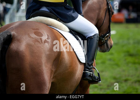 Rider preparing horse for show jumping Stock Photo - Alamy