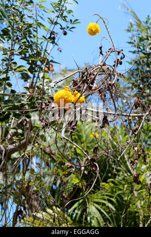 A vertical shot of beautiful trees on a sunny day Stock Photo - Alamy