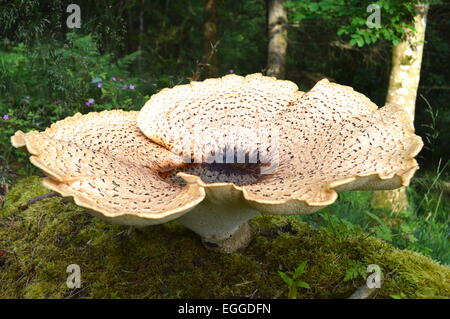 Scaly Polypore bracket fungus on Sycamore tree Stock Photo - Alamy