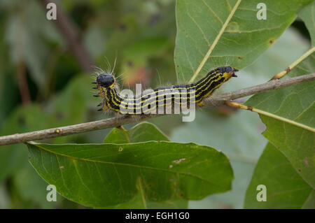 Angus Datana Caterpillar, Datana angusii, North American Insect, moth ...