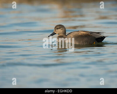 Gadwall (Anas strepera), Lake Constance, Baden-Wuerttemberg, Germany ...