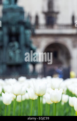 white tulips on the background of the building Stock Photo - Alamy