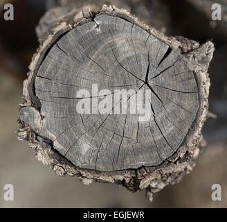 Wood circle texture slice background Stock Photo - Alamy