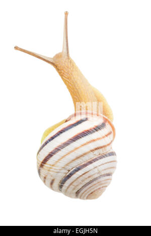 Striped snail on a green spine on white background Stock Photo - Alamy