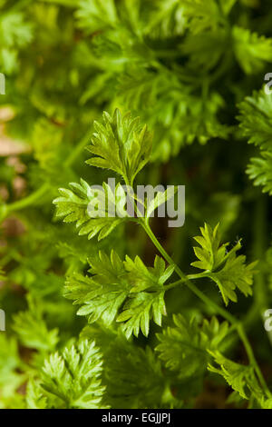 Raw Organic French Parsley Chervil on a Background Stock Photo - Alamy