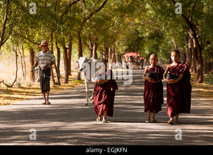 Young buddhist monks and a bullock cart on a road in Bagan, Myanmar ...