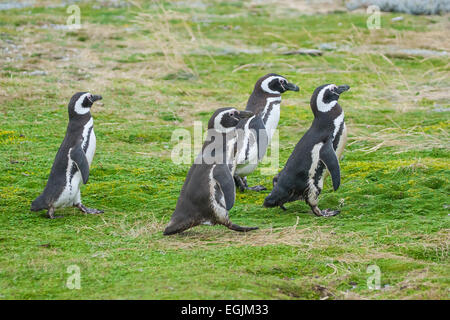 Small Magellanic penguin walking in the zoo Stock Photo - Alamy