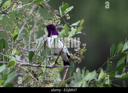 Violet-backed or Plum coloured starling male in tree in South Africa ...