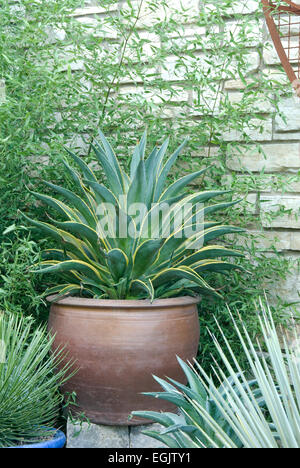 Agave in containers Stock Photo - Alamy
