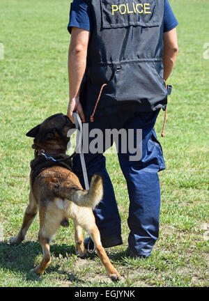 Police officer with a german shepherd police dog Stock Photo - Alamy