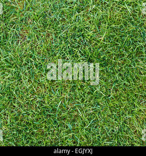 Field of fresh green grass texture as a background, top close up view ...