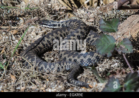 First Adder of the year in February, Spring Stock Photo - Alamy