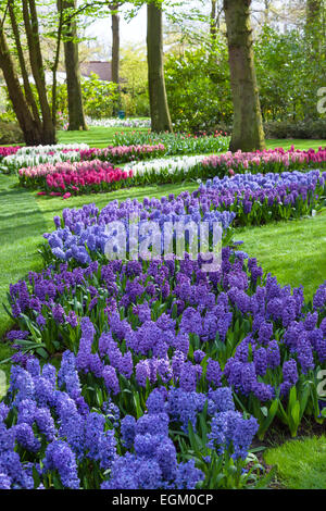 Red tulip flowers with purple hyacinth flowers Stock Photo - Alamy