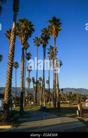 Palm Trees in Santa Barbara Beach Stock Photo - Alamy