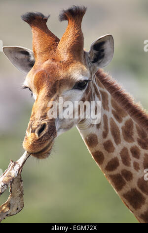 Giraffe (Giraffa camelopardalis) has animal bone in mouth. Etosha ...