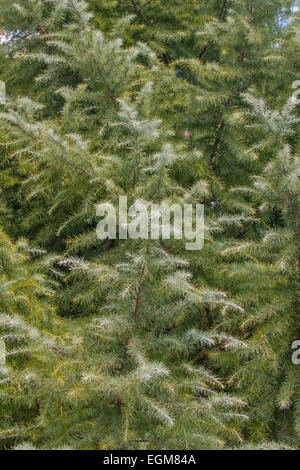 Deodar cedar (Cedrus deodara Stock Photo - Alamy