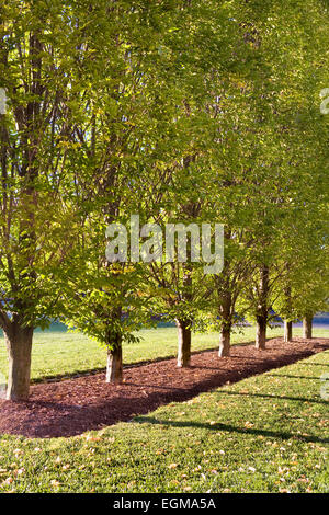 summer park, trees Stock Photo - Alamy