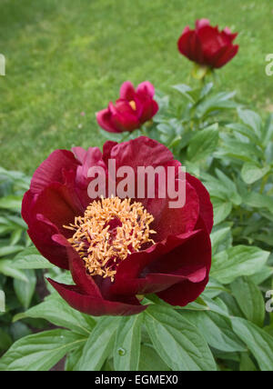 Paeonia 'Chocolate soldier', Red Peony Stock Photo - Alamy