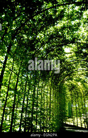 Beech tunnel, The Alnwick Garden Stock Photo - Alamy