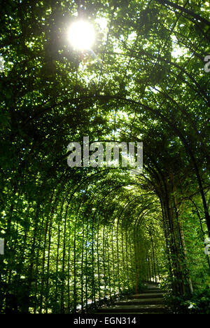 Beech tunnel, The Alnwick Garden Stock Photo - Alamy