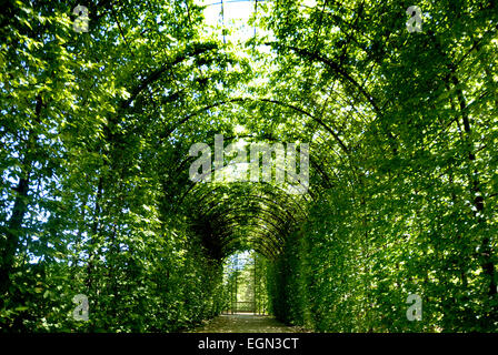Beech tunnel, The Alnwick Garden Stock Photo - Alamy