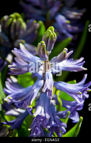 Hyacinths (Hyacinthus orientalis Stock Photo - Alamy