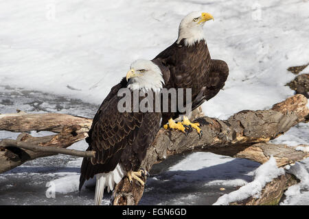 Two bald eagles rest on a sandbar at Twin Ponds near the Blackwater ...