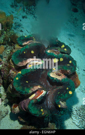 Syphon of giant clam (Tridacna gigas), Clam meat, detail, pacifica ...