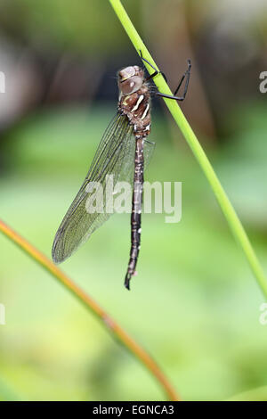 Shadow Darner (Aeshna umbrosa Stock Photo - Alamy
